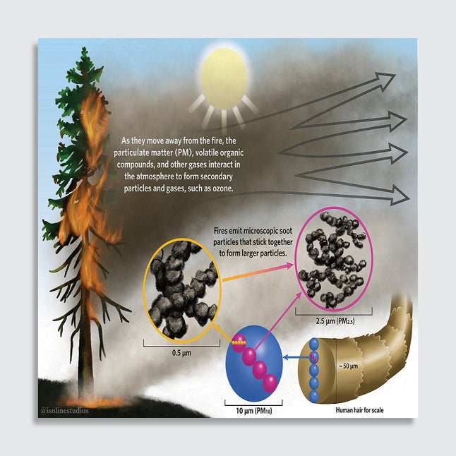 Wildfire smoke makes some trees hold their breath, researchers find ...