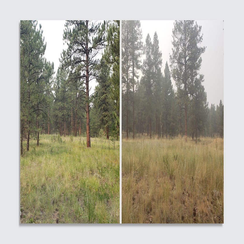 Wildfire smoke makes some trees hold their breath, researchers find ...