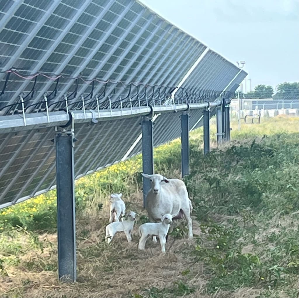 At these Texas solar farms, 6,000 sheep help mow the grass - Fast Company