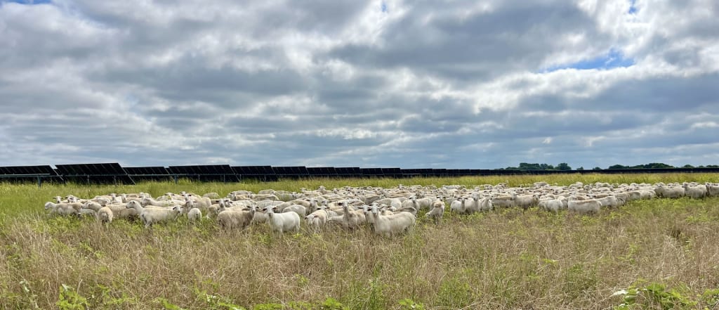 At these Texas solar farms, 6,000 sheep help mow the grass - Fast Company