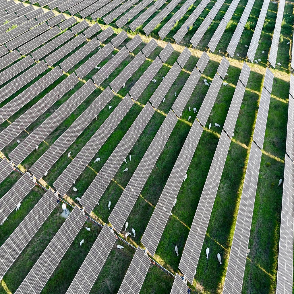 At these Texas solar farms, 6,000 sheep help mow the grass - Fast Company