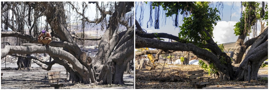 How Lahaina’s 151-year-old banyan tree survived Maui’s wildfire - Fast ...