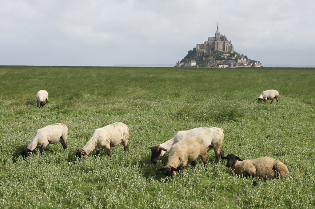 The ancient grass that could become a bumper crop—and stop coastal ...
