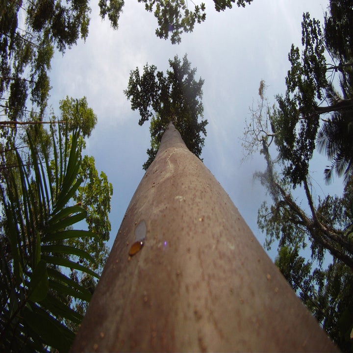 The Largest Ever Tropical Reforestation Is Planting 73 Million Trees ...
