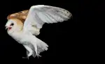 Stunning Closeup Photos Of Nocturnal Animals We Rarely See - Fast Company