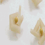 This Shape-Shifting Clothing Is Alive-And Powered By Bacteria - Fast ...