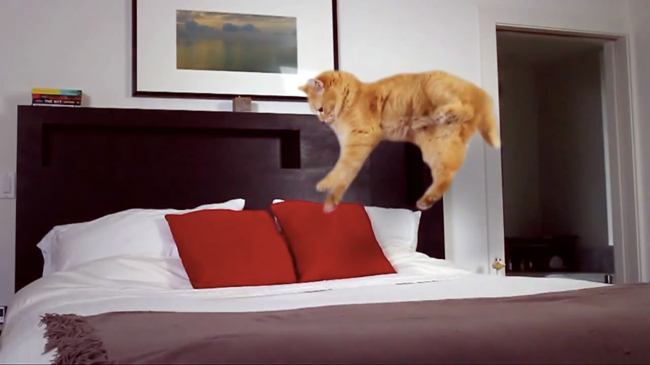 Hovercat Is Hovering. Here's How - Fast Company