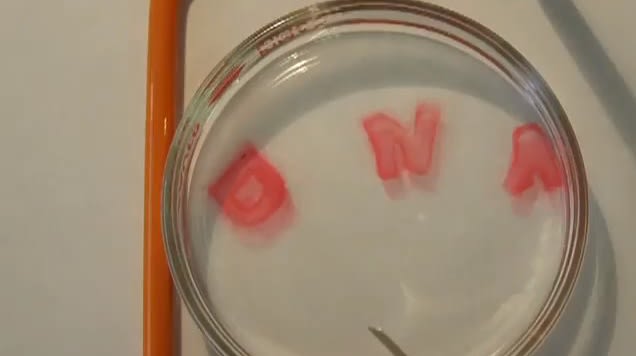 Watch This Crazy DNA Remember Its Shape - Fast Company