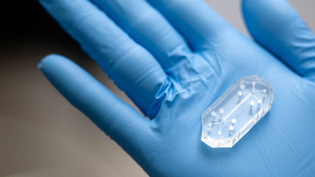 Organs On A Chip Might Soon Simulate The Entire Human Body - Fast Company