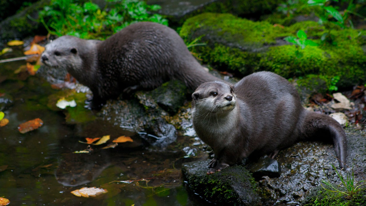 Did Pollution Make These Otter Penises Tiny-And Is Yours Next? - Fast ...