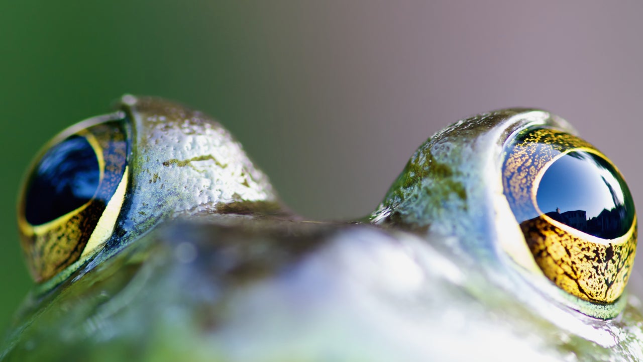 Good News For Frogs: Virtual Dissection Tech Offers An Alternative To A ...