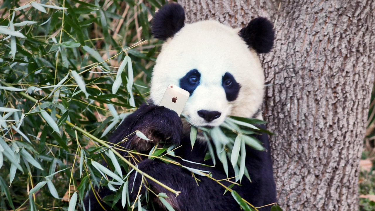 Social Animals: Behind The Community-Building Culture Of The National ...