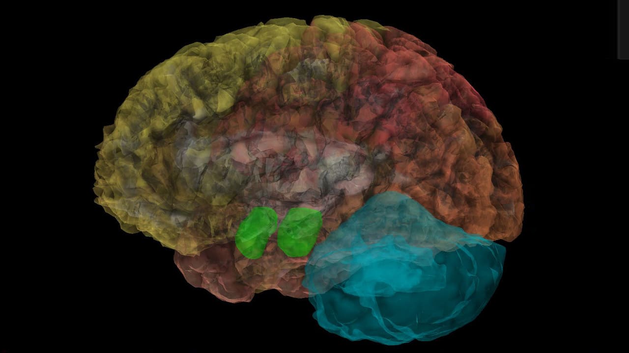 What The Two Huge Brain Studies Will Tell Us About How We Think - Fast ...