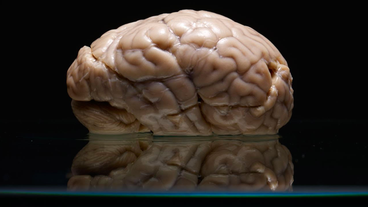Amazing Photographs Of A Giant, Forgotten Collection Of Human Brains ...