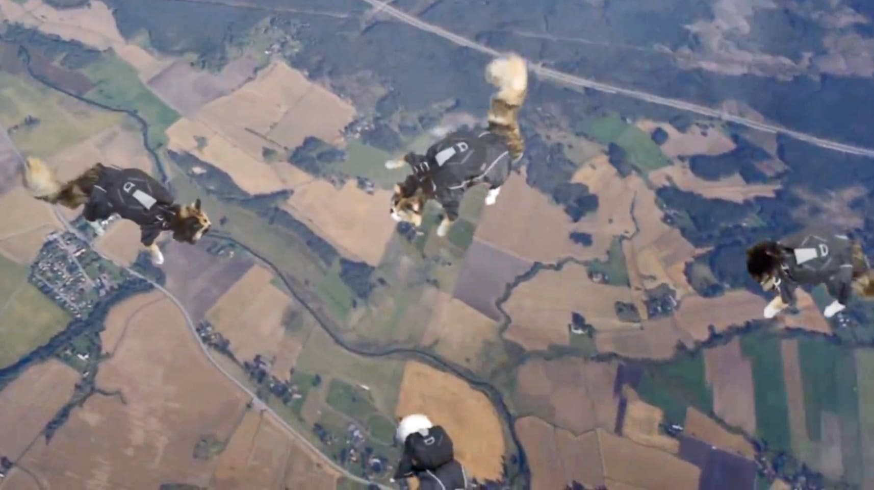 Sometimes You Have To Stop Everything And Watch Cats Skydiving to an R ...