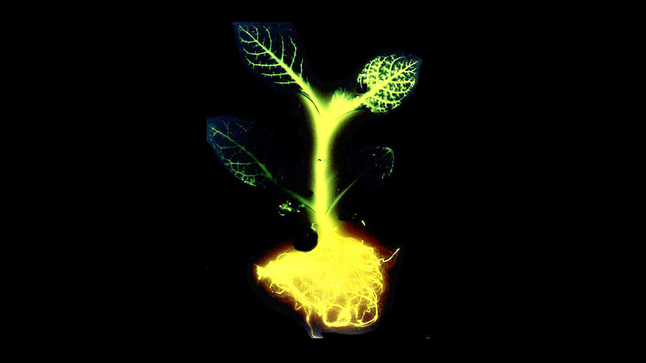 Glowing Plants: Inside The First Synthetic Biology Kickstarter Campaign ...