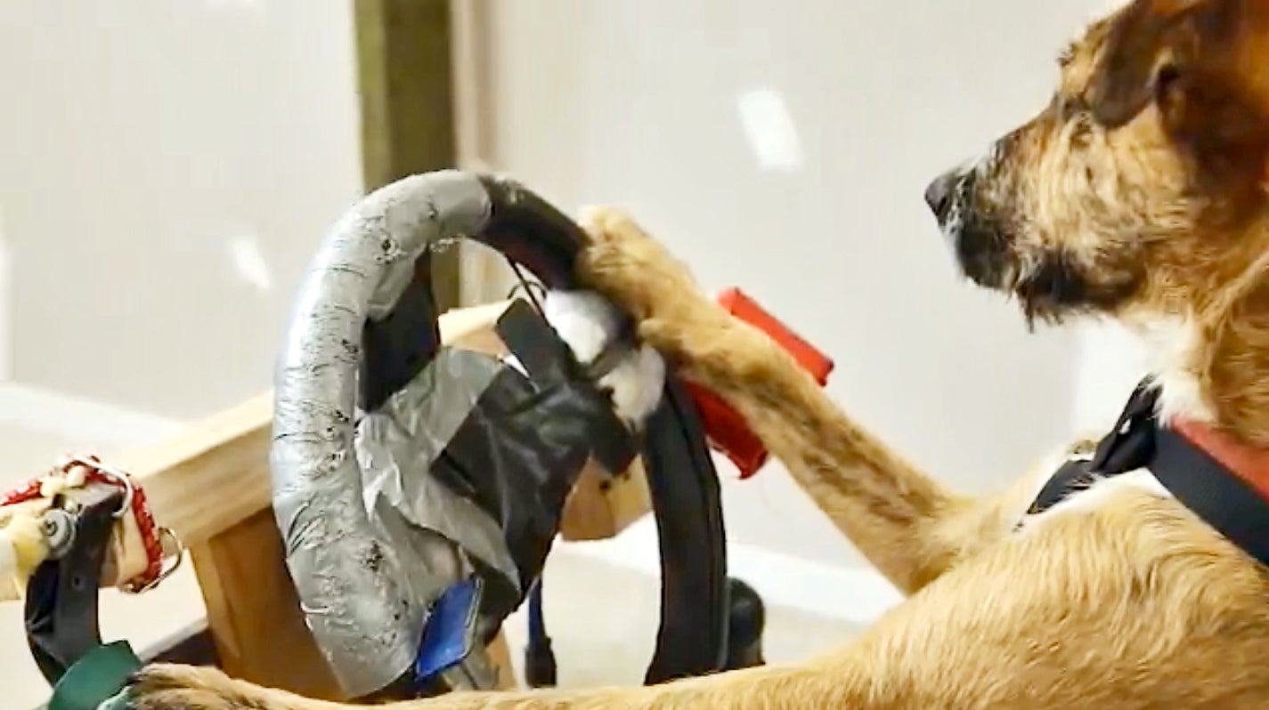 New Tricks, Indeed: Watch These Dogs Learn to Drive - Fast Company