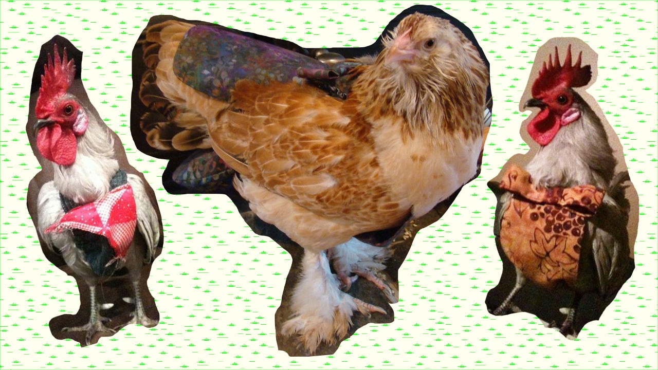 This Chicken Diaper Is A Solution For Messy Urban Poultry - Fast Company