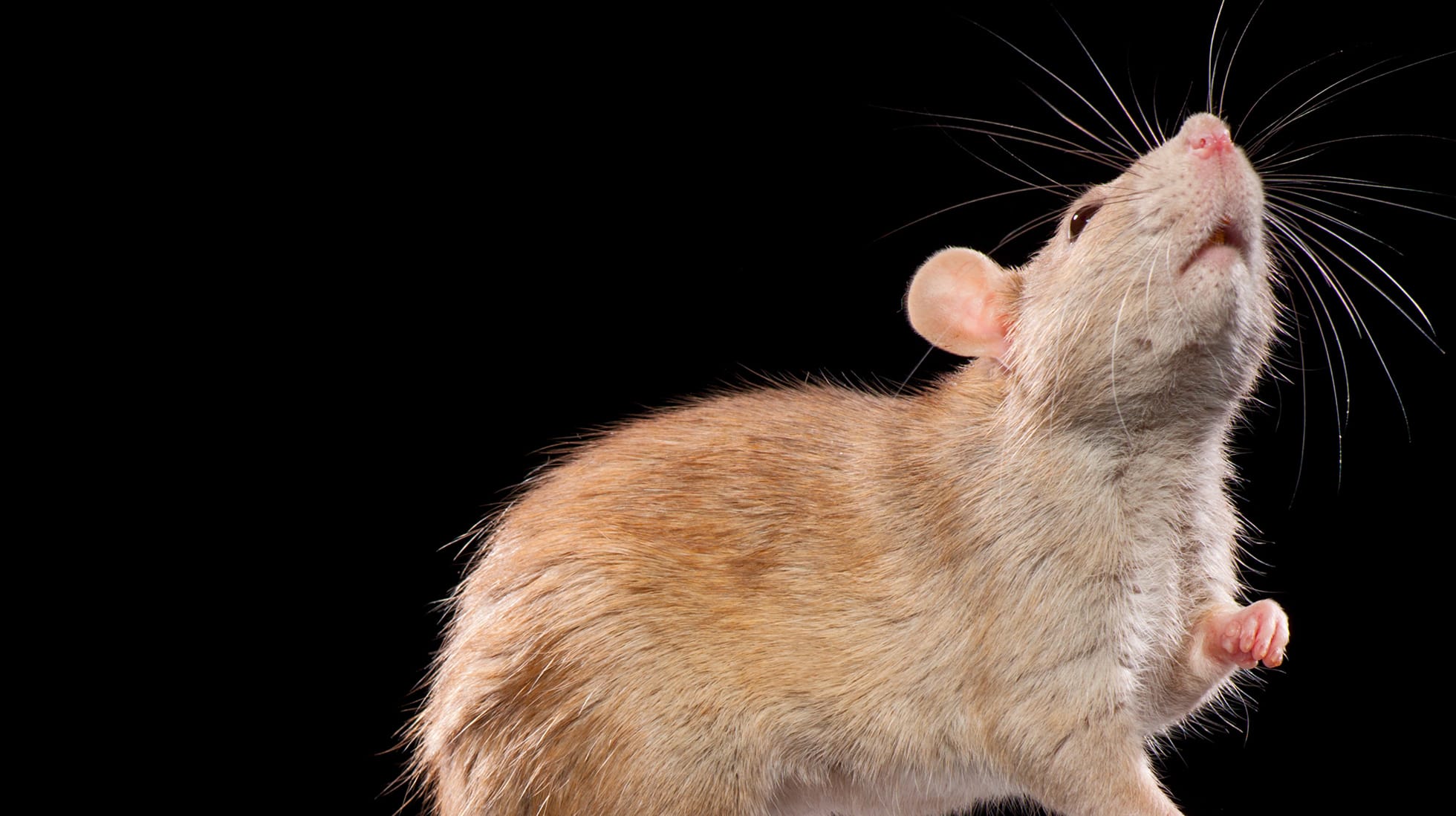 What's It Like To Be A Rat? This New Experiment May Let Us Know - Fast ...
