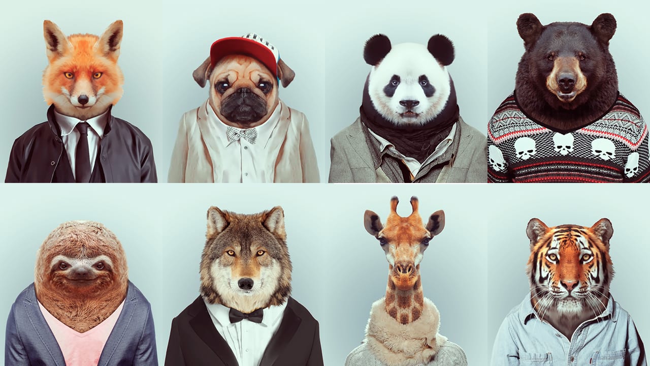See A Sloth In A V-Neck And Other Fashionable Animals In "Zoo Portraits ...