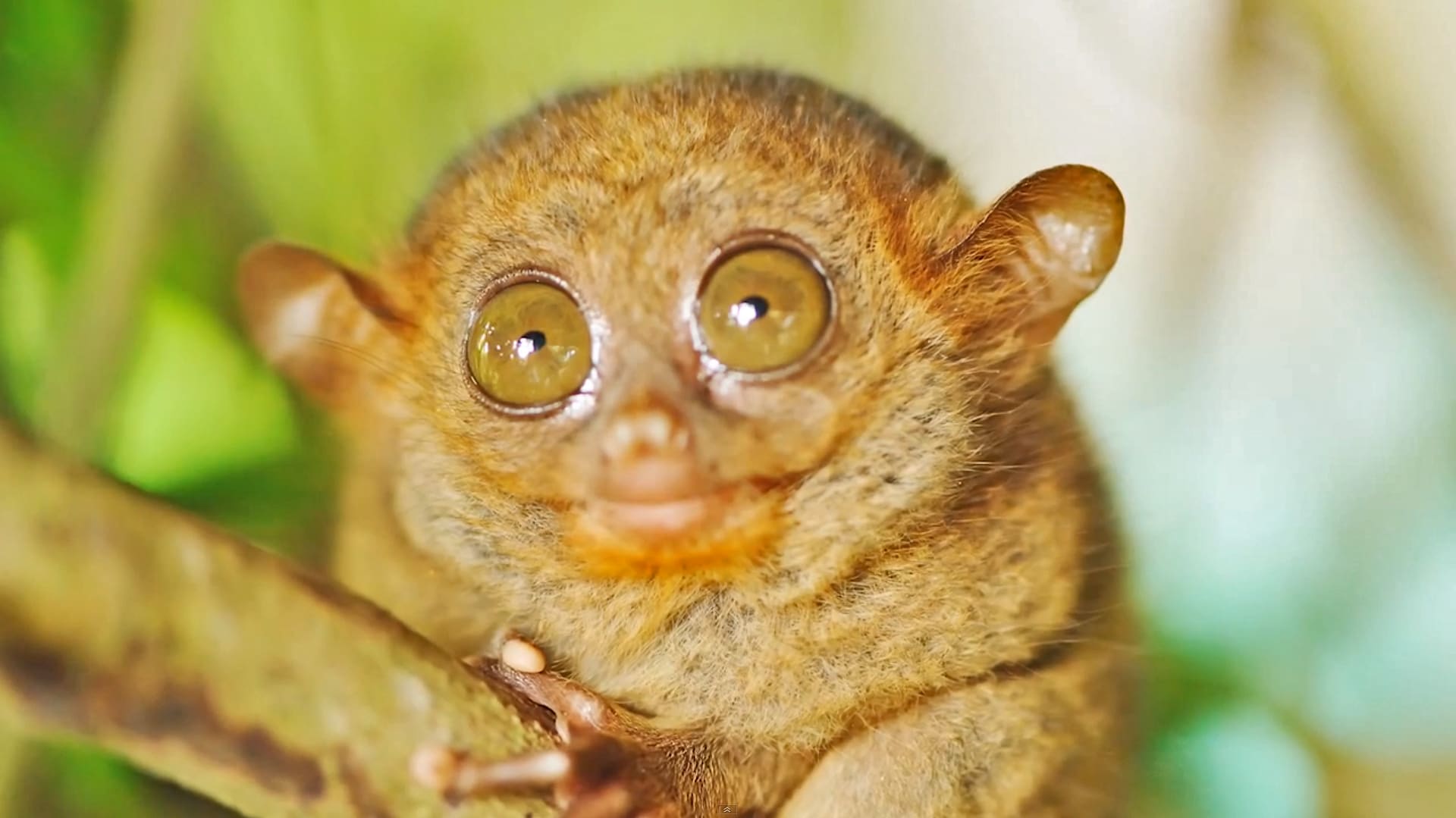 Learn True Facts About Sloths, Moles, And Making A YouTube Hit: Ze ...