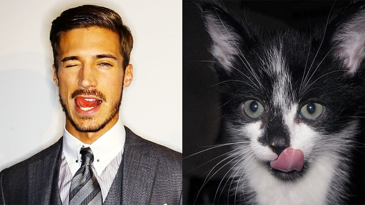 Cats Who Look Like Pinups, Beefcake Edition - Fast Company
