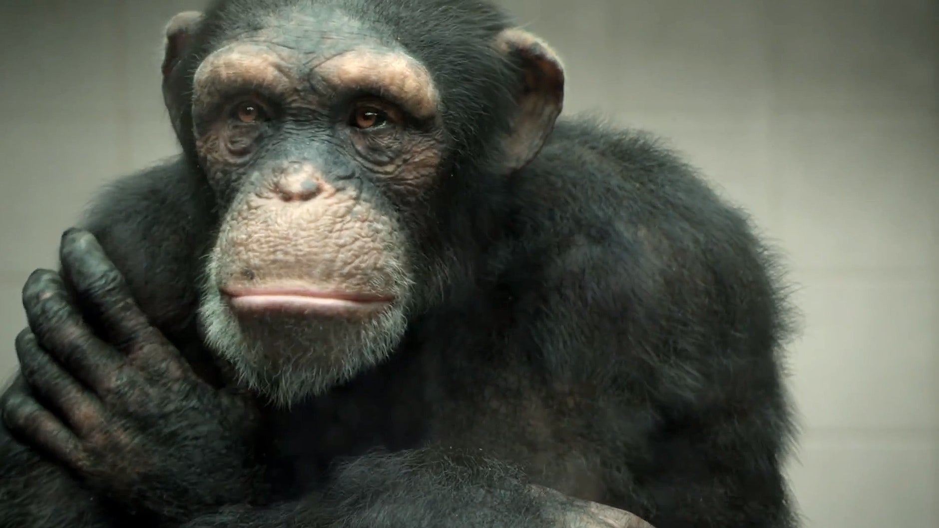 PETA Puts A (CG) Ape In A Tragic Spot To Make A Point About Apes In ...