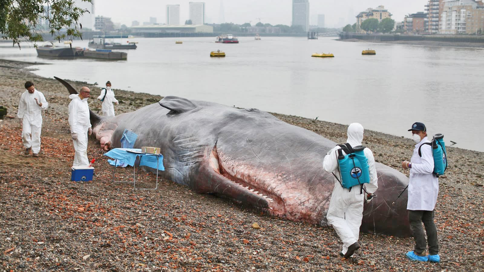This Fake Whale Has A Very Real Impact - Fast Company