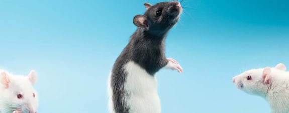 SAGE's Latest Knockout: $95,000 Lab Rats - Fast Company