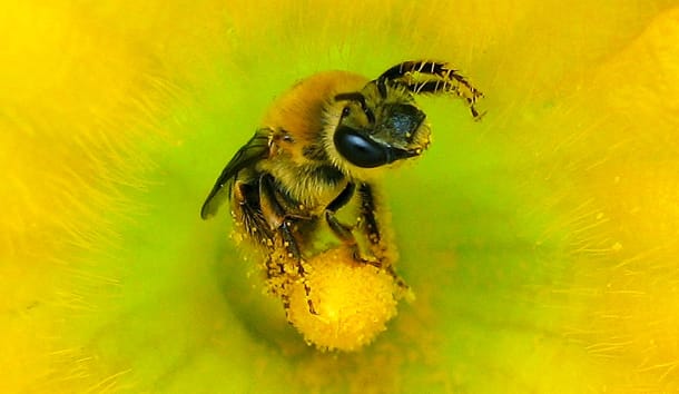 Super Bees Could Save Us From A Food Crisis - Fast Company