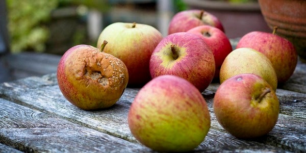 What Good Bosses Do With Bad Apples - Fast Company