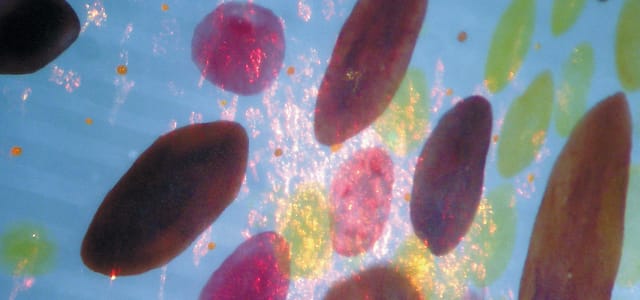 Mimicking Squid Skin To Create Perfect Instantaneous Camouflage - Fast ...