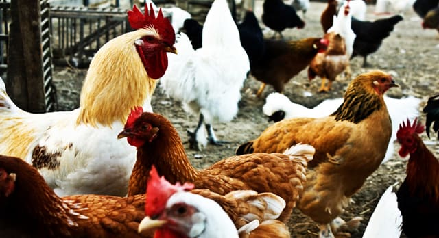 Clucks Is Draw Something Meets Viddy, And AOL's First Mobile Game ...