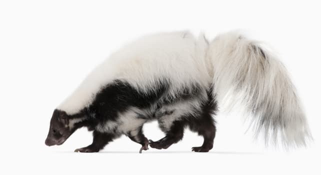 The Rules Of Successful Skunk Works Projects - Fast Company