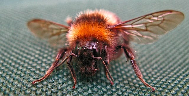 This Week In Bots: Bee Serious! Introducing A Robot That's Smarter Than ...