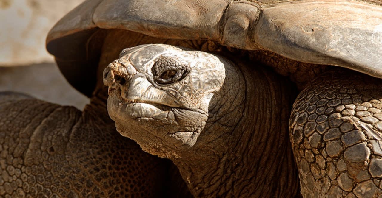 Authorities: Smuggler Caught Stealing Endangered Tortoises - Fast Company