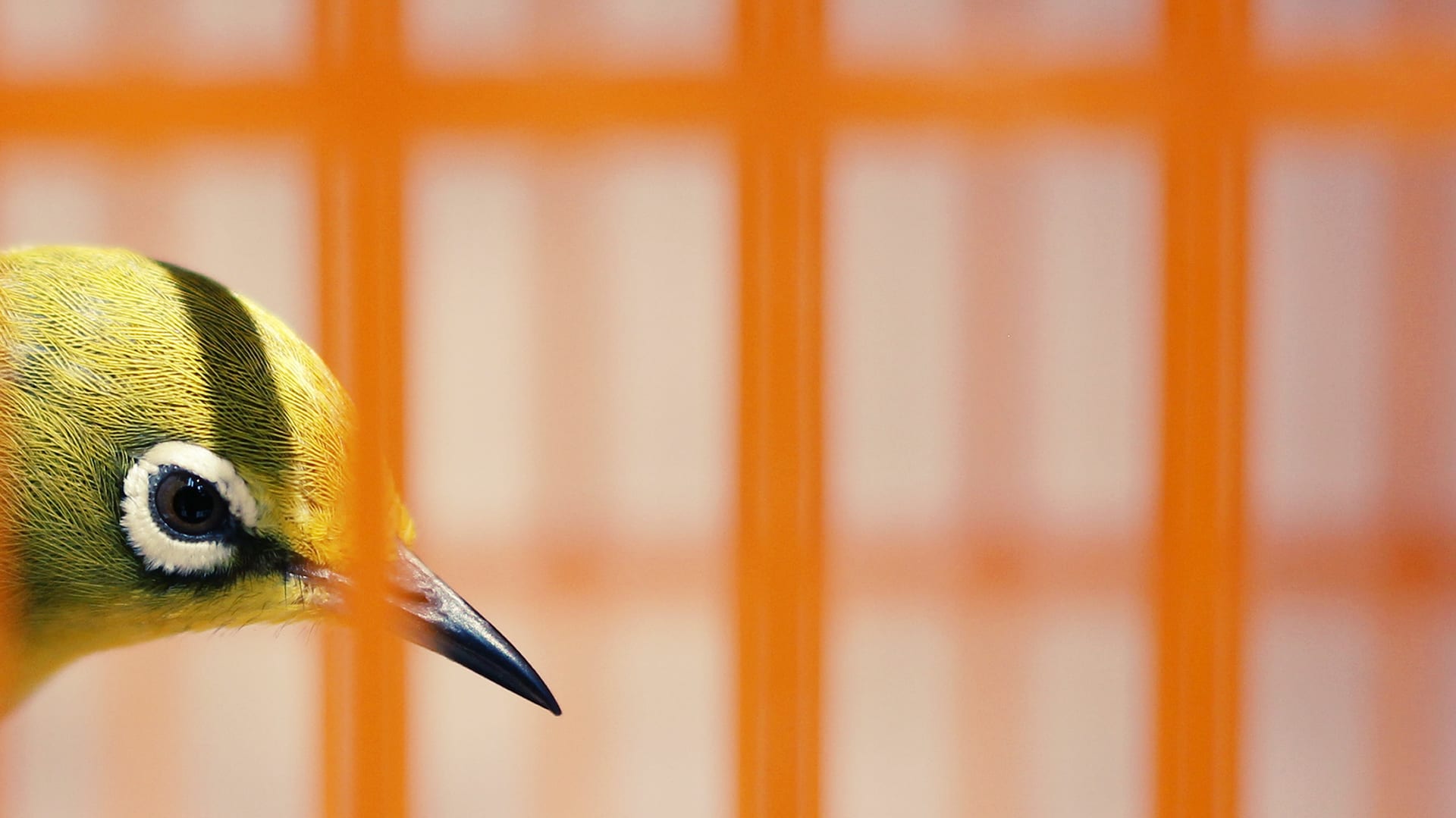 What A Trapped Bird Teaches Us About Getting Where We Want To Go - Fast ...