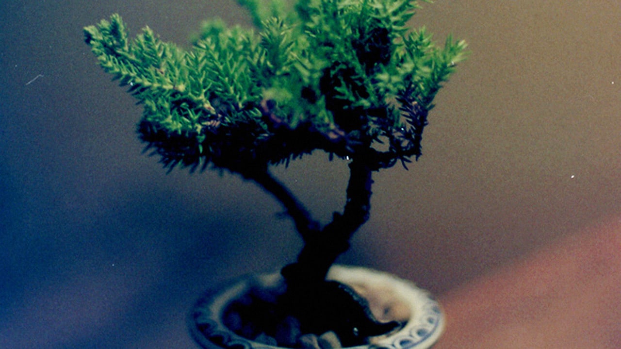 How Productive Meetings Are Like Bonsai Trees - Fast Company