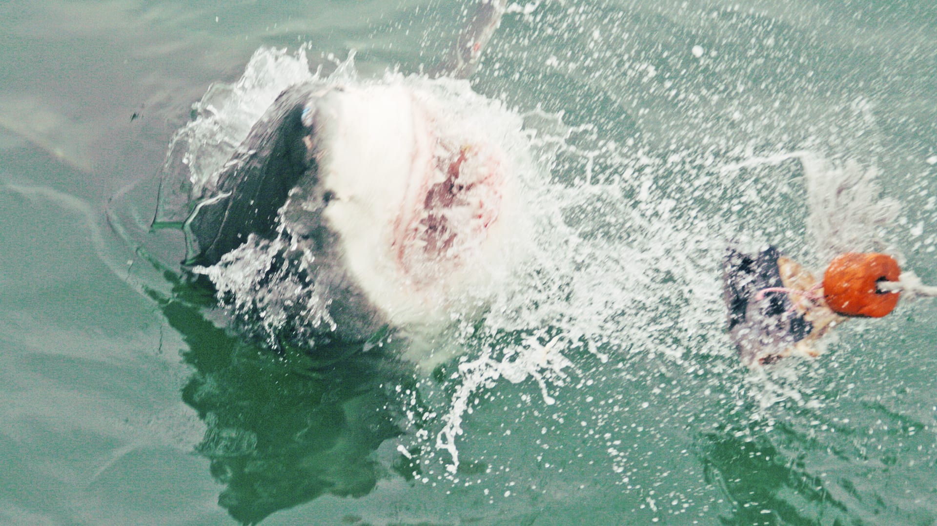 These Wetsuits Make You Invisible To Sharks - Fast Company