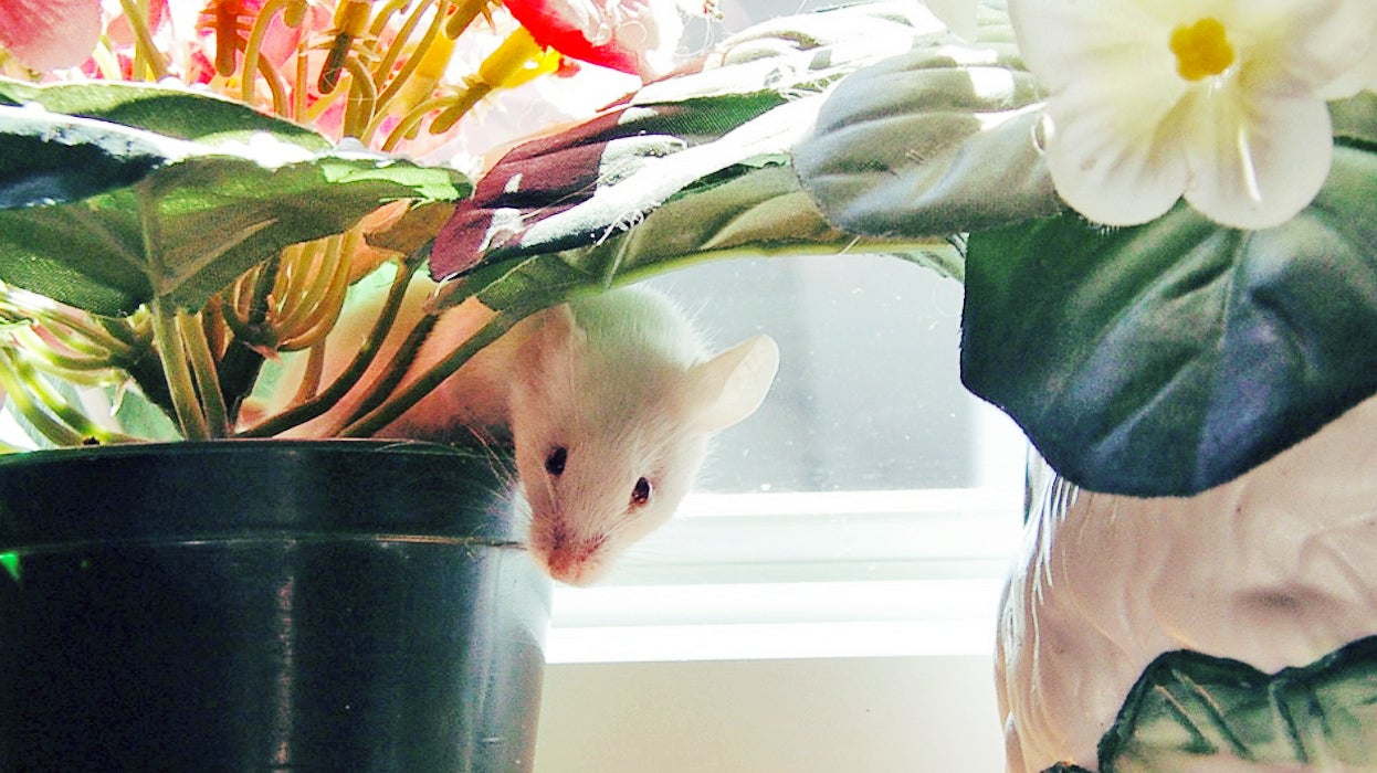 Artificial Mouse Memories Implanted By MIT Scientists - Fast Company