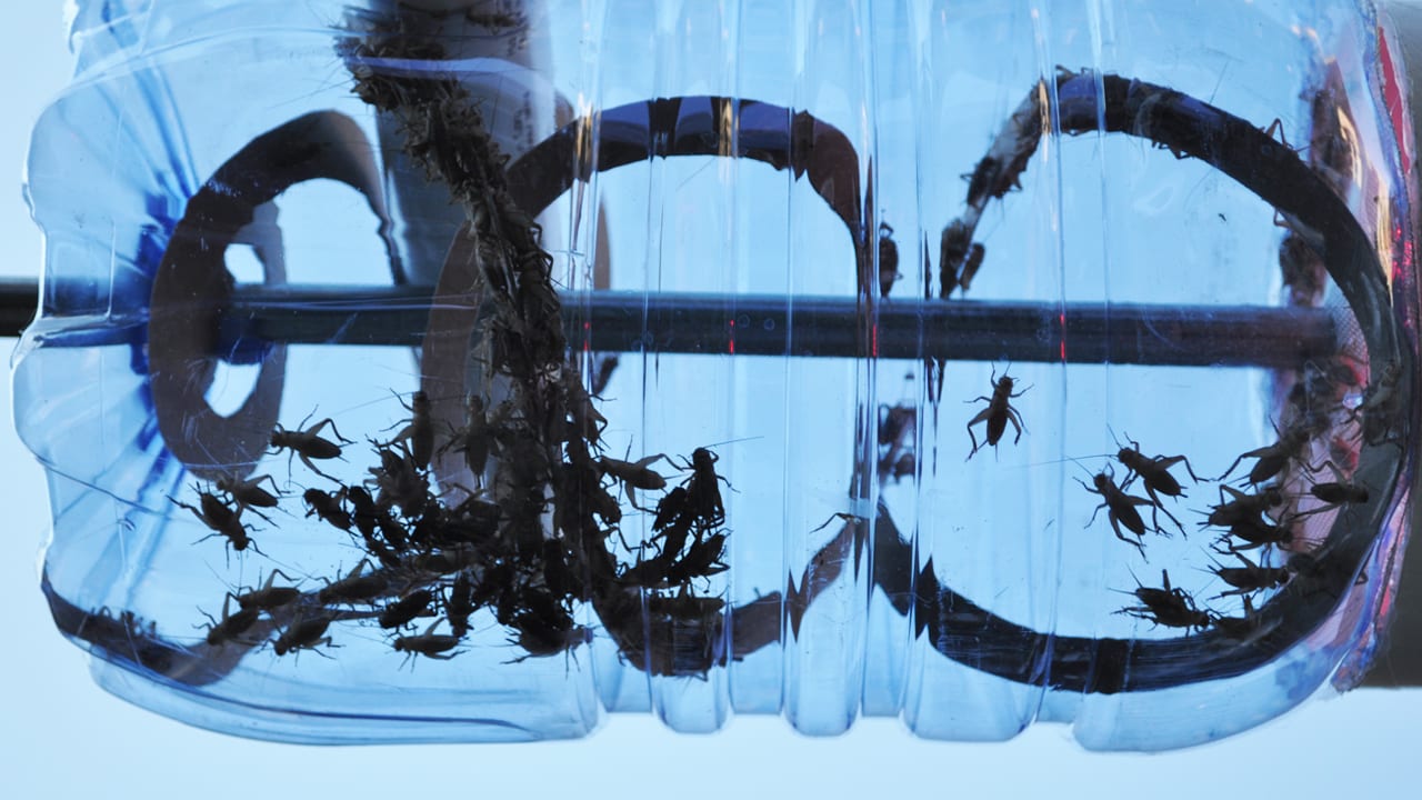 A Sustainable Factory Farm That Spits Out Crickets - Fast Company