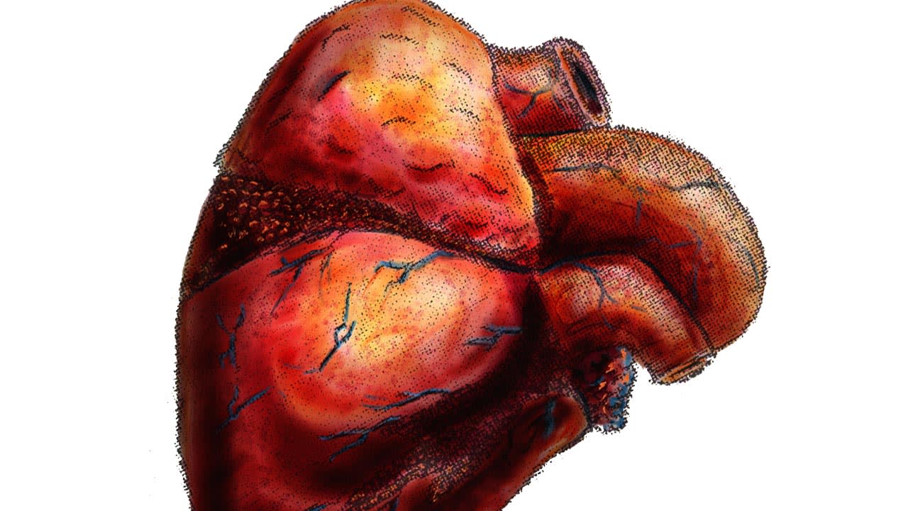 Researchers Create Lab-Grown Human Heart Tissue That Can Beat By Itself ...