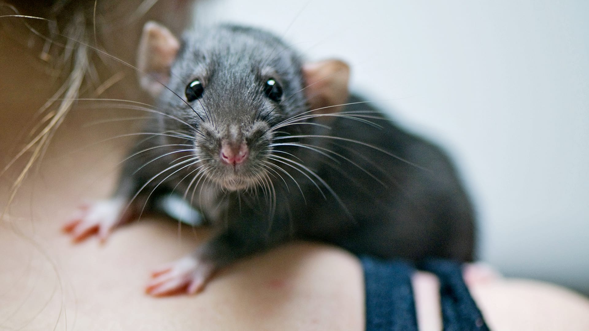 At Pandora, Every Listener Is A Test Subject - Fast Company