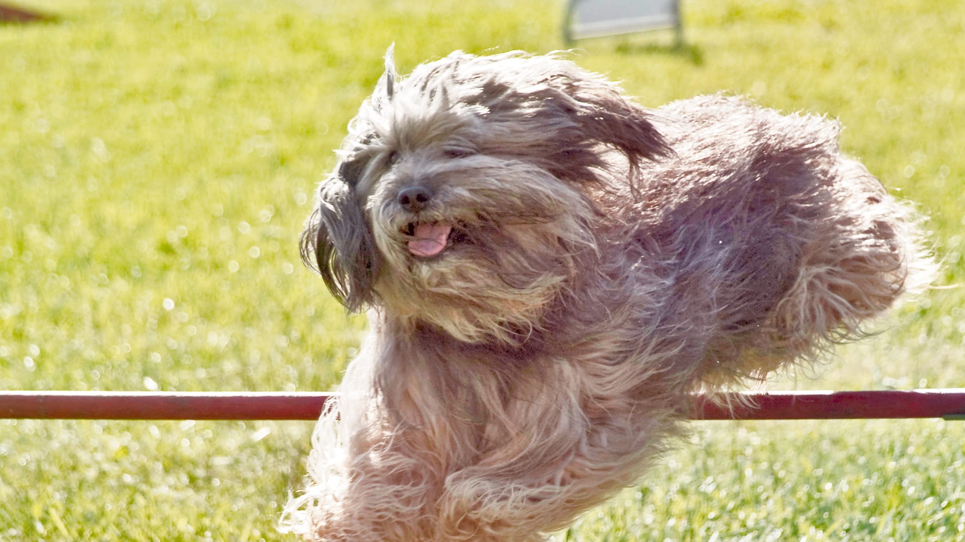 Happy National Dog Day! Know Any Humans With These Doglike Qualities ...