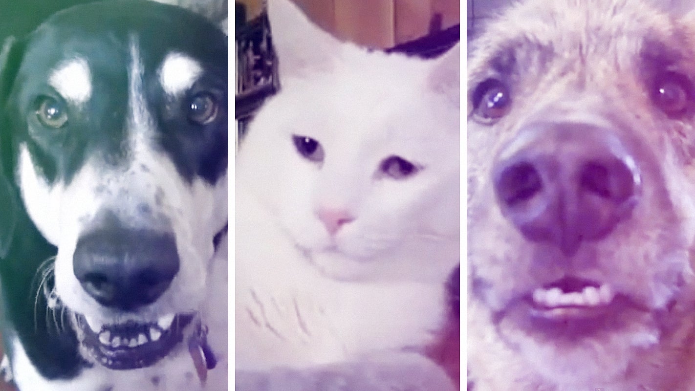 How To Make A Talking Dog Video That Will Be Seen And Shared By ...