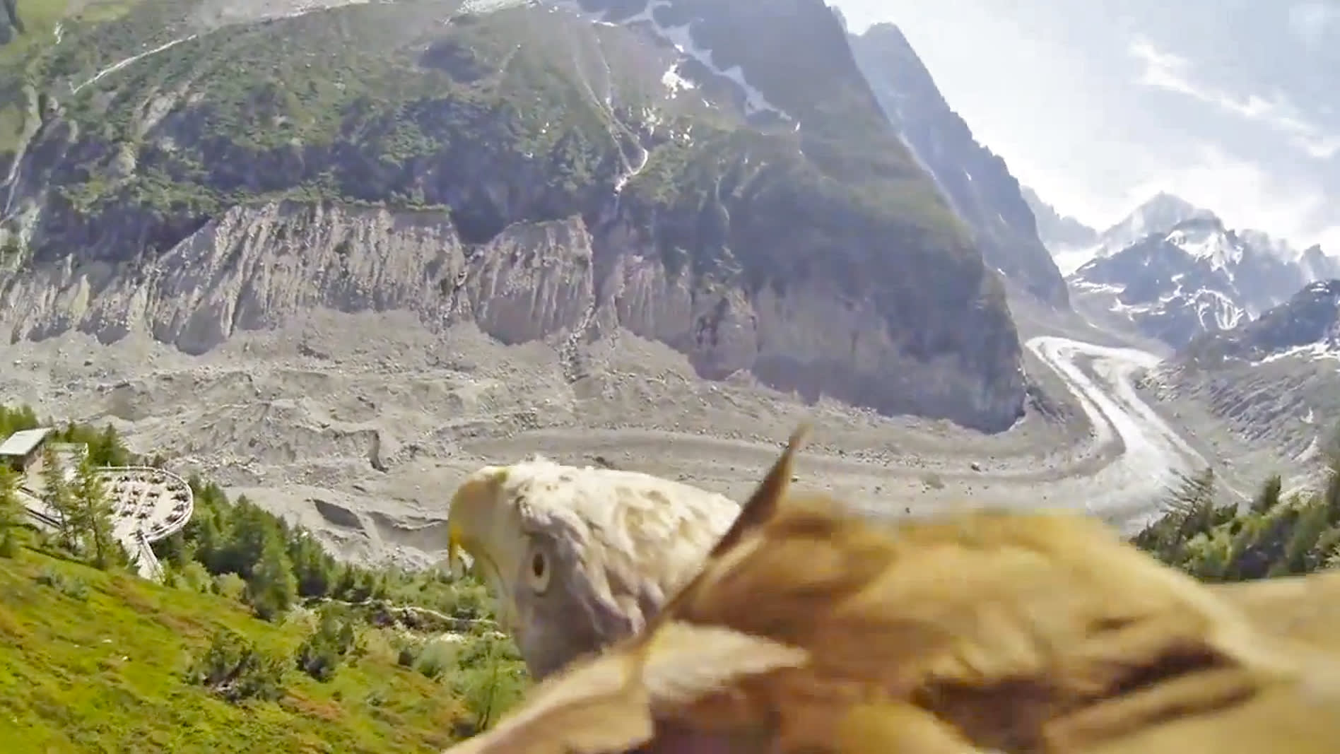 Some Hero Strapped a GoPro Camera Onto An Eagle And The Footage Is ...