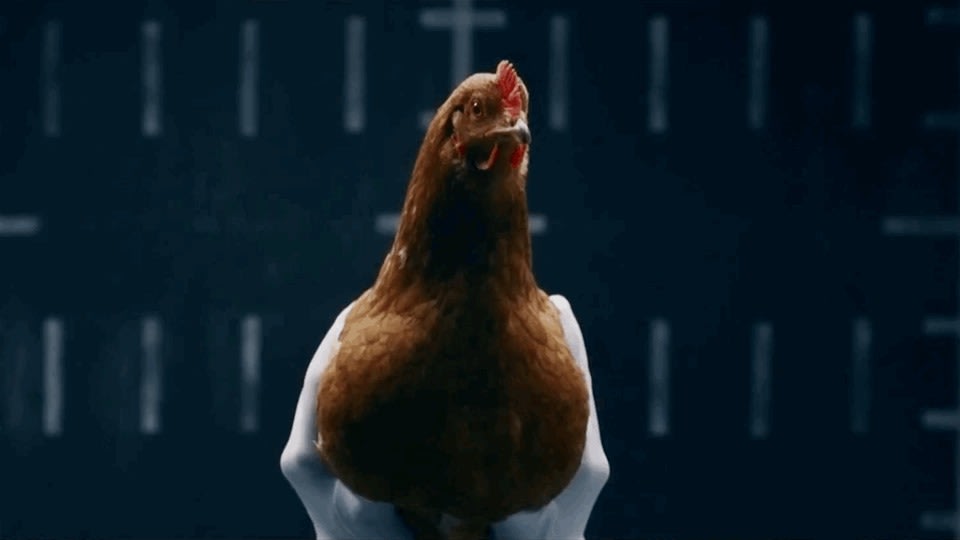 See Dancing Chickens Demonstrate Stability In Mercedes's Surprise Viral ...