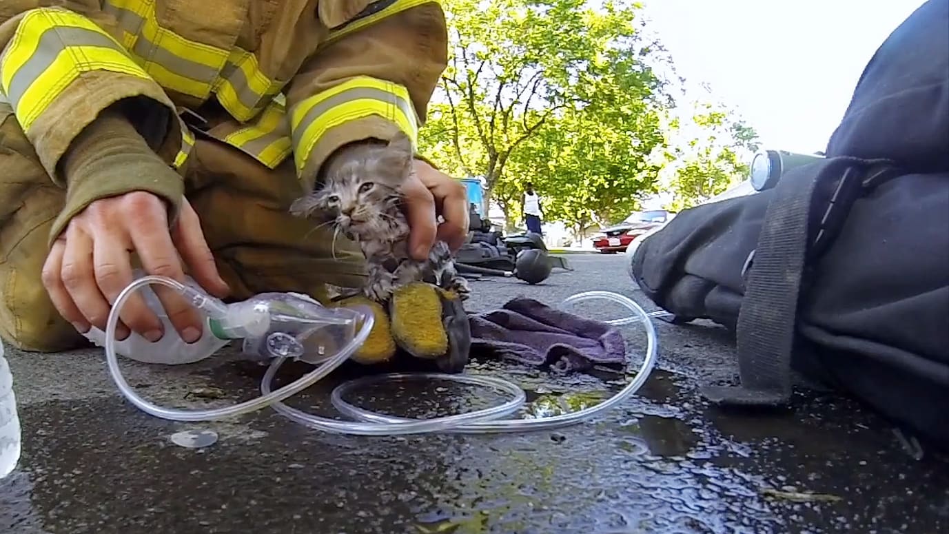 This Fireman Rescued A Kitten From A Burning Building And Captured It ...