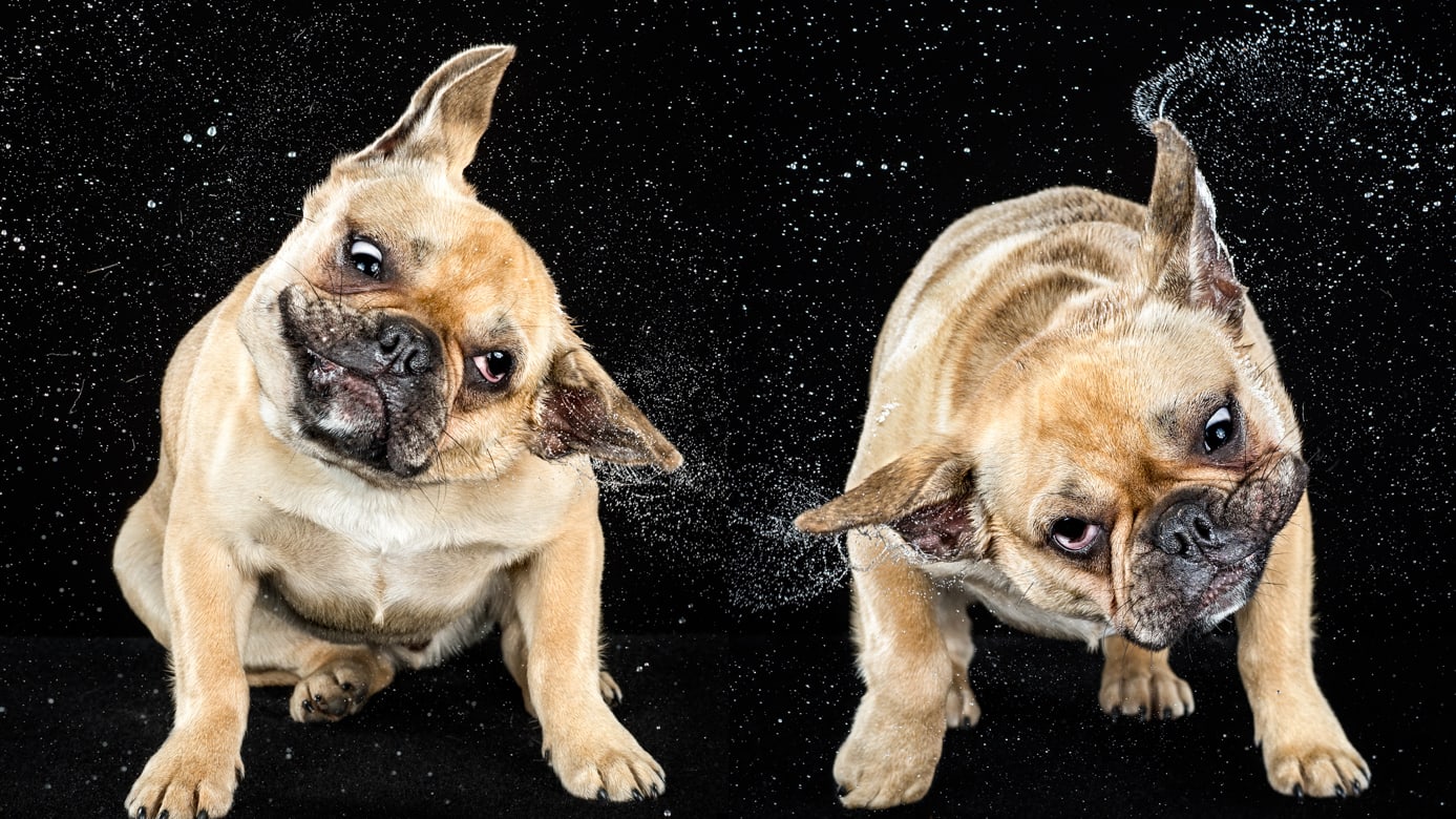 See The Amazing, Absurd Phenomenon Of The Wet Dog Shake, Captured In ...