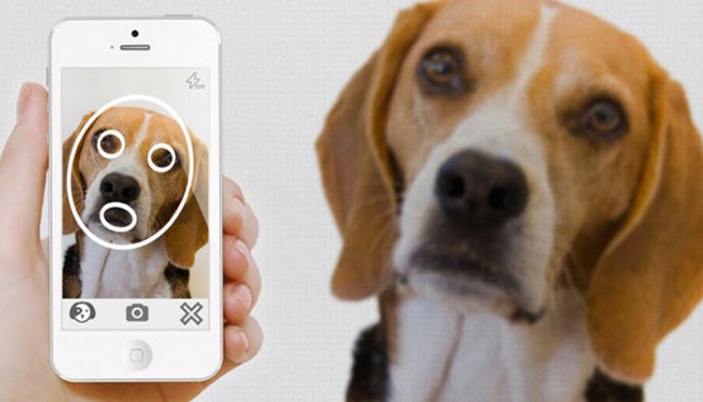 This App Recognizes Your Pet's Facial Features To Find Them When They ...